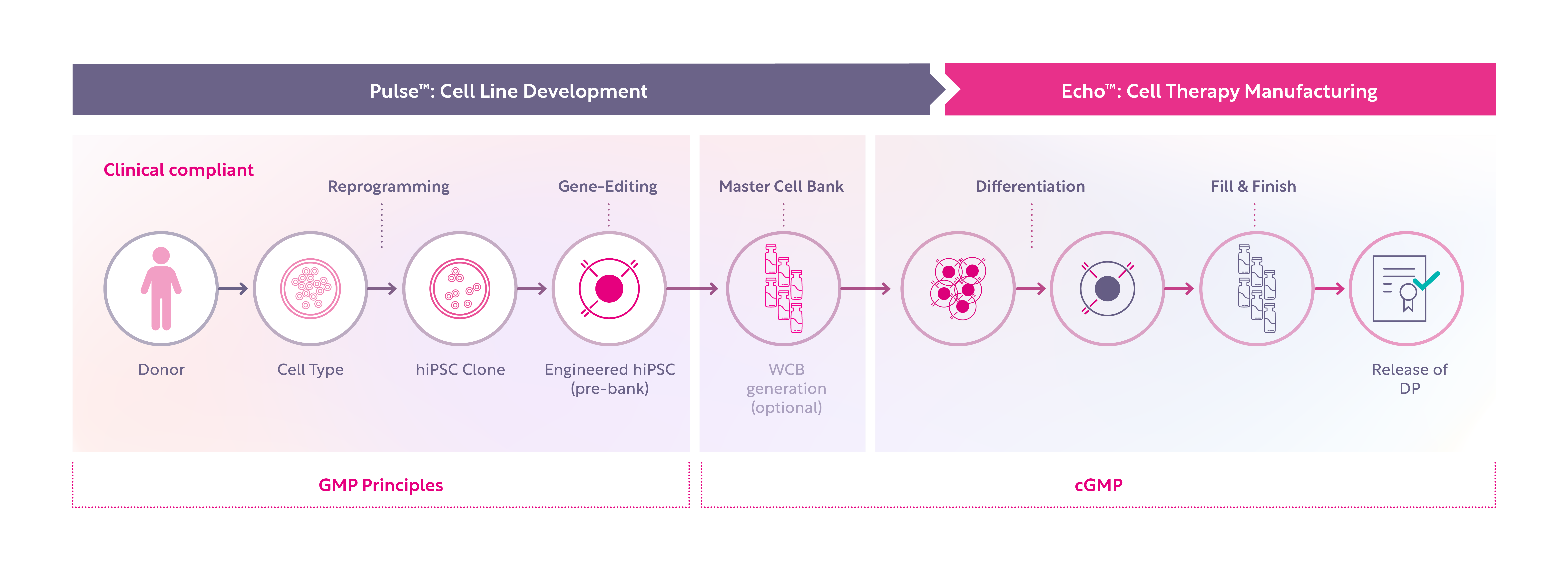 GMP Principles in iPS Cell Line Development: A Key Foundation for Advancing Therapeutic Applications